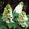 Sike's Dwarf Hydrangea For Sale Online | The Tree Center