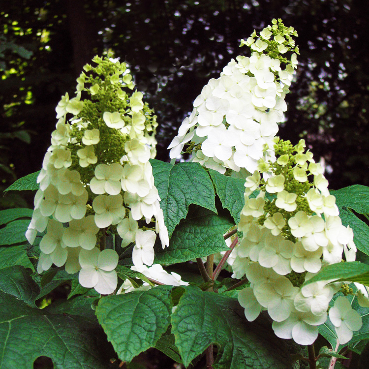 Sike's Dwarf Hydrangea For Sale Online | The Tree Center