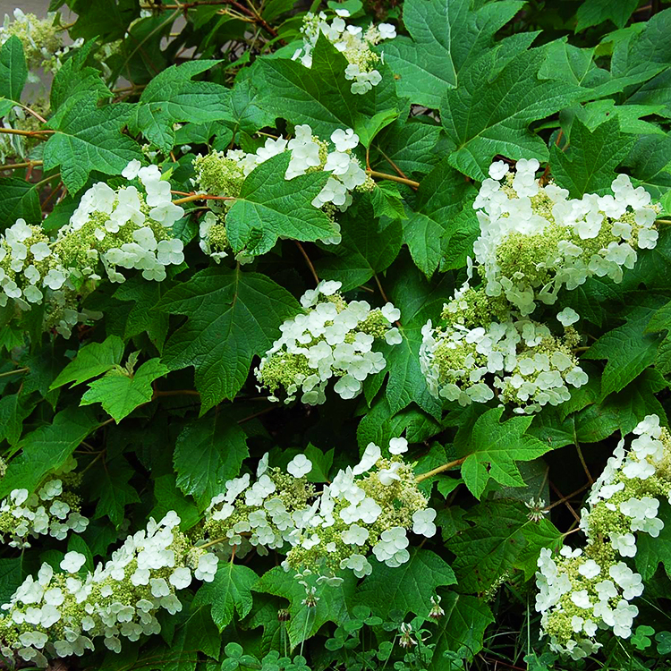 Sike's Dwarf Hydrangea For Sale Online | The Tree Center