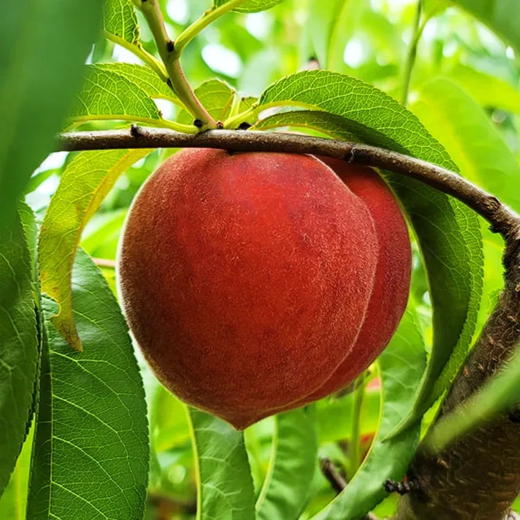Summer Prince Peach For Sale Online | The Tree Center