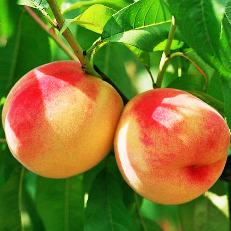 Summer Prince Peach For Sale Online | The Tree Center