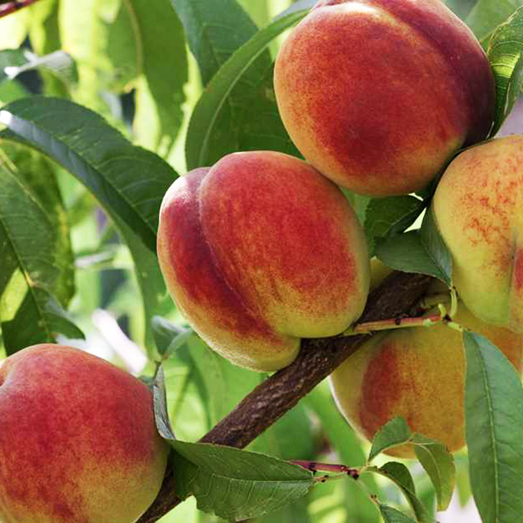 Summer Prince Peach For Sale Online | The Tree Center