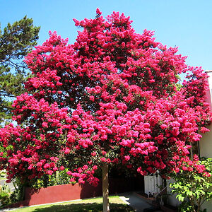 Watermelon Red Crape Myrtle For Sale Online | The Tree Center