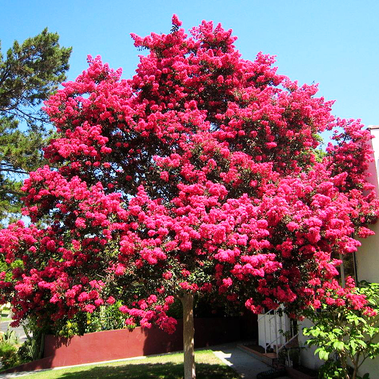 Watermelon Red Crape Myrtle For Sale Online | The Tree Center