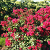 Watermelon Red Crape Myrtle For Sale Online | The Tree Center