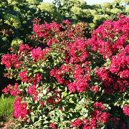 Watermelon Red Crape Myrtle For Sale Online | The Tree Center