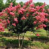 Watermelon Red Crape Myrtle For Sale Online | The Tree Center