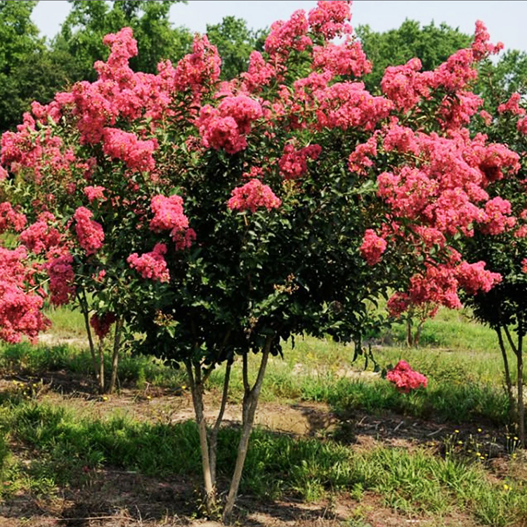 Watermelon Red Crape Myrtle For Sale Online | The Tree Center