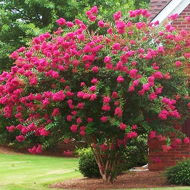 Watermelon Red Crape Myrtle For Sale Online | The Tree Center