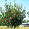 Watermelon Red Crape Myrtle For Sale Online | The Tree Center