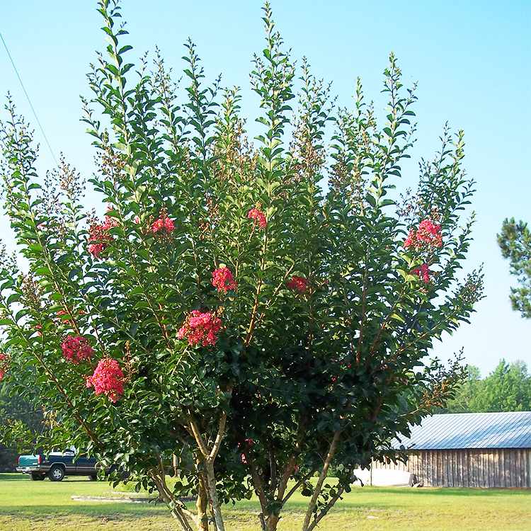 Watermelon Red Crape Myrtle For Sale Online | The Tree Center