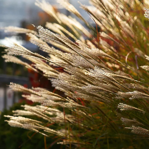 Yaku Jima Maiden Grass For Sale Online | The Tree Center