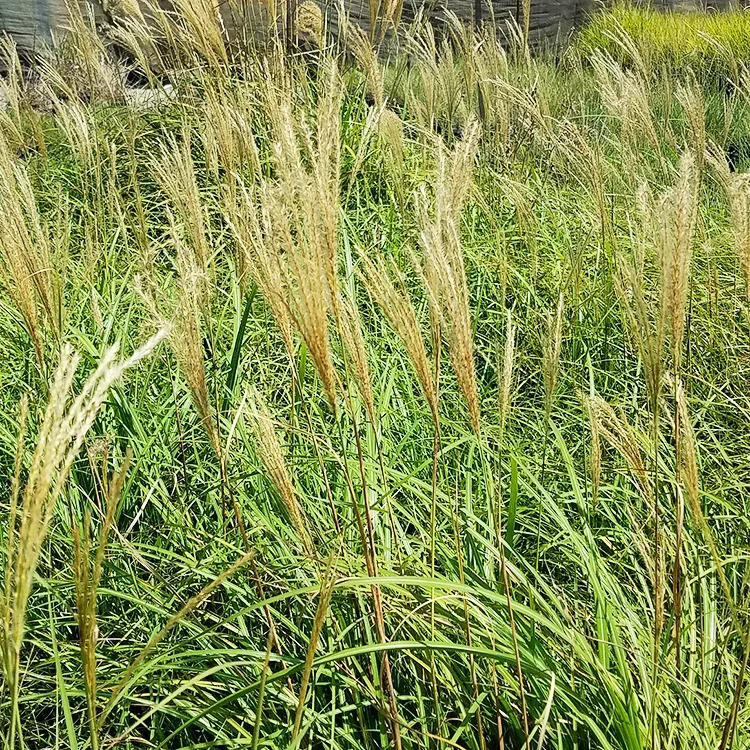 Yaku Jima Maiden Grass For Sale Online | The Tree Center