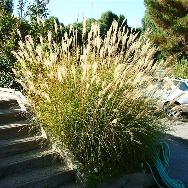Ferns, Grasses & Bamboo Outdoor & Gardening Yaku Jima Ornamental Grass ...