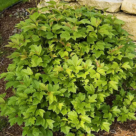 Bailey Compact Viburnum For Sale Online | The Tree Center