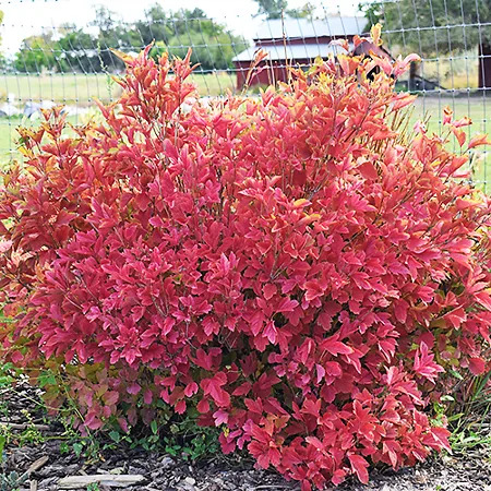 Bailey Compact Viburnum For Sale Online | The Tree Center