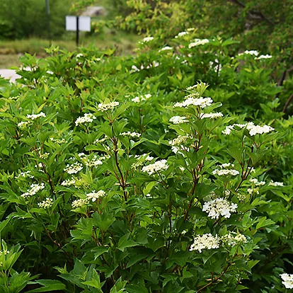 Bailey Compact Viburnum For Sale Online | The Tree Center