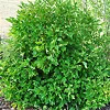 Bailey Compact Viburnum For Sale Online | The Tree Center