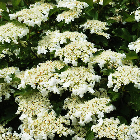 Bailey Compact Viburnum For Sale Online | The Tree Center