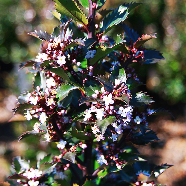Blue Baron Holly For Sale Online | The Tree Center