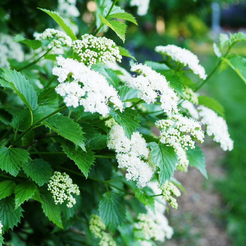 Blue Muffin Viburnum For Sale Online | The Tree Center