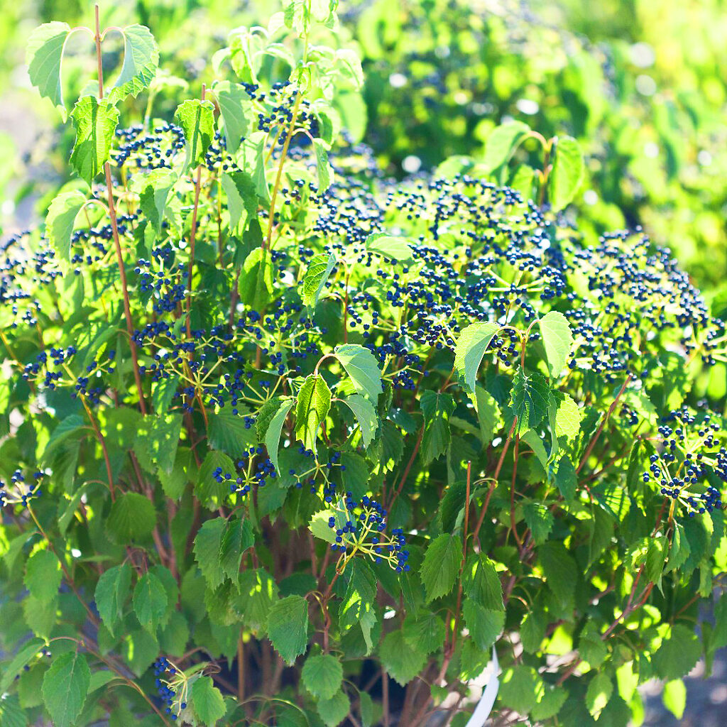 Blue Muffin Viburnum For Sale Online | The Tree Center