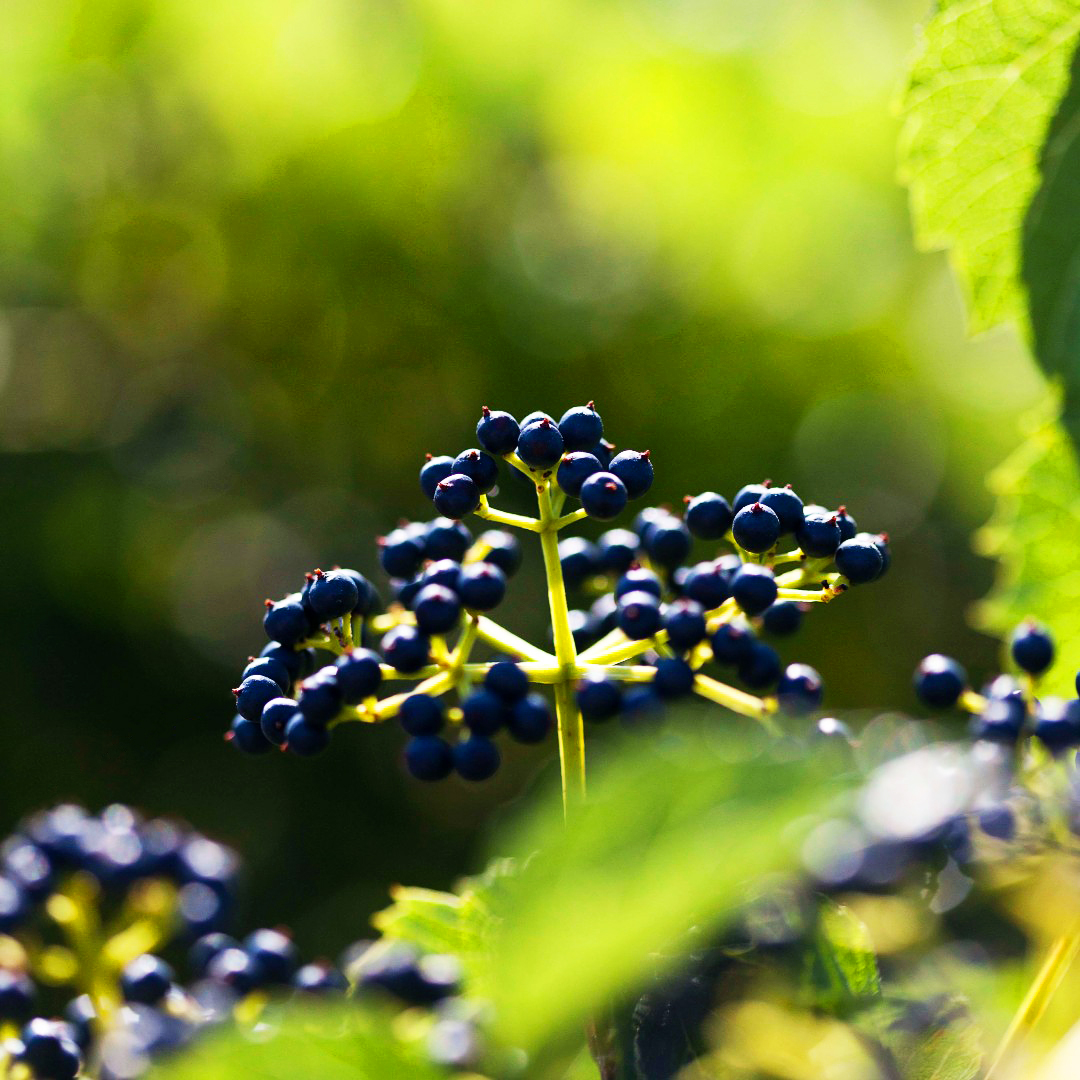 Blue Muffin Viburnum For Sale Online | The Tree Center