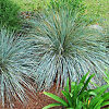 Blue Oat Grass For Sale Online | The Tree Center