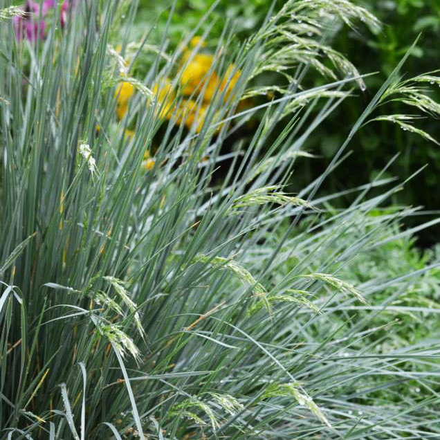 Blue Oat Grass For Sale Online | The Tree Center