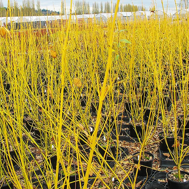Bud’s Yellow Dogwood For Sale Online | The Tree Center