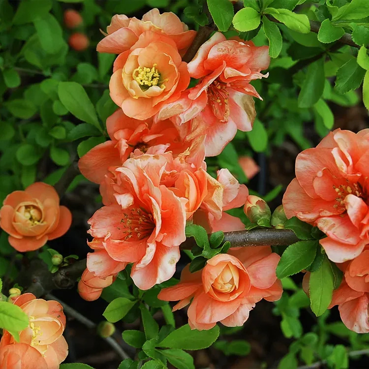 Cameo Quince For Sale Online | The Tree Center