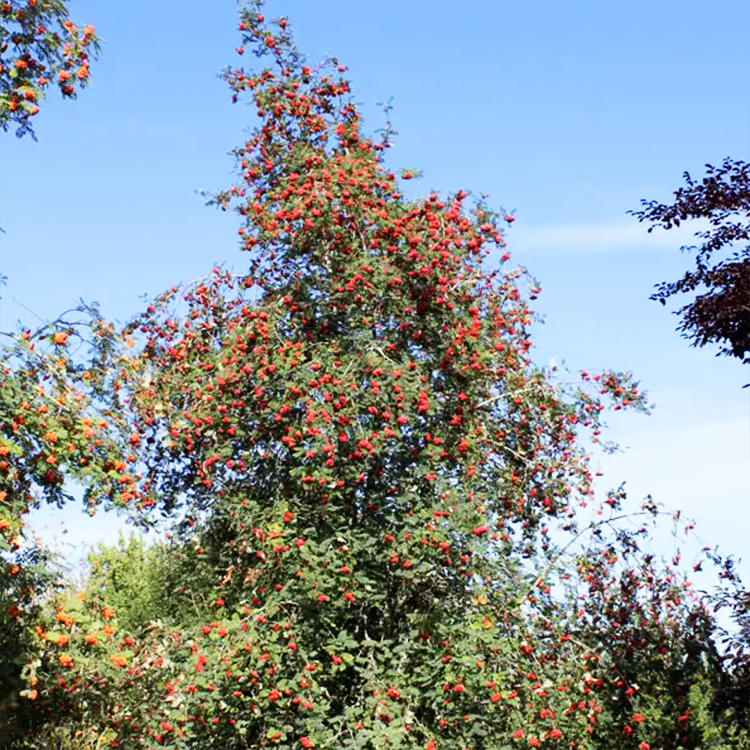 Cardinal Royal Mountain Ash For Sale Online | The Tree Center