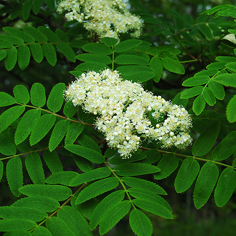 Cardinal Royal Mountain Ash For Sale Online | The Tree Center