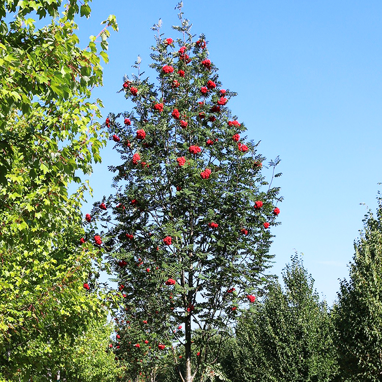 Cardinal Royal Mountain Ash For Sale Online | The Tree Center