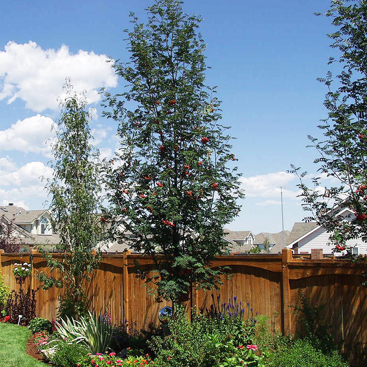Cardinal Royal Mountain Ash For Sale Online | The Tree Center
