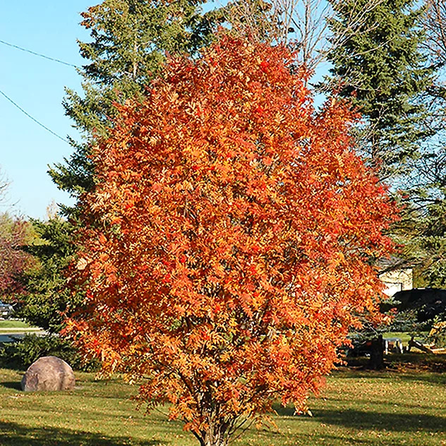 Cardinal Royal Mountain Ash For Sale Online | The Tree Center