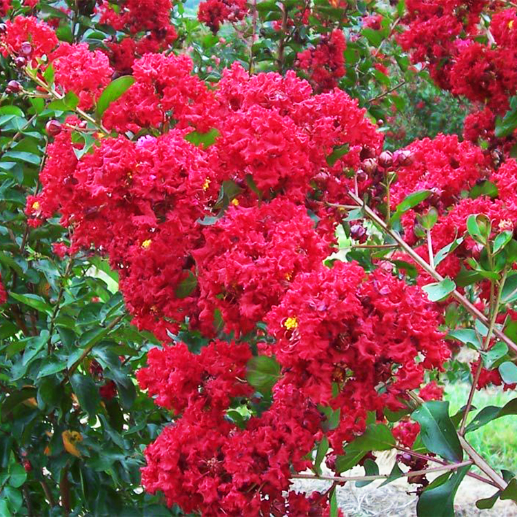 Centennial Spirit Crape Myrtle Tree