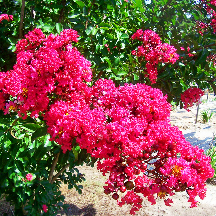 Centennial Spirit Crape Myrtle Tree