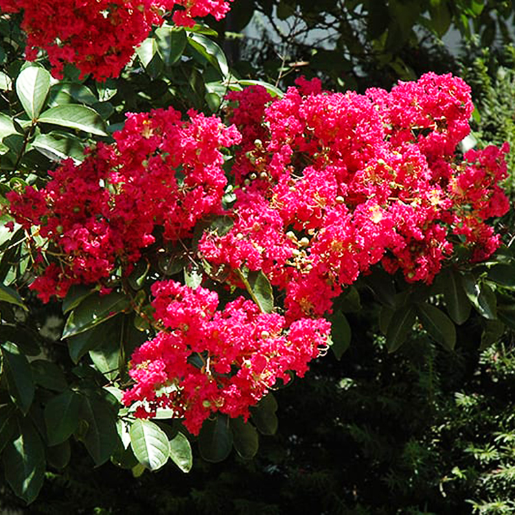 Centennial Spirit Crape Myrtle Tree