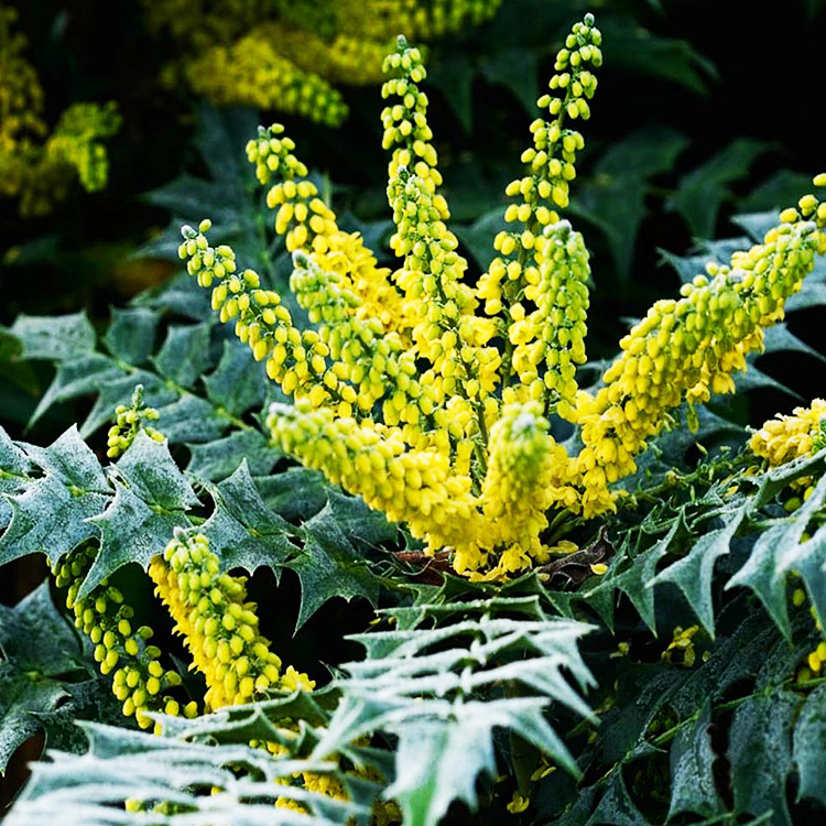 Charity Mahonia For Sale Online | The Tree Center