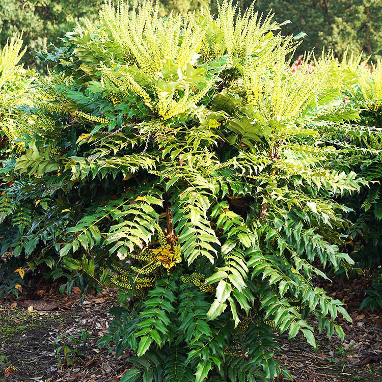 Charity Mahonia For Sale Online | The Tree Center
