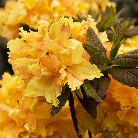 Cheerful Giant Azalea For Sale Online | The Tree Center