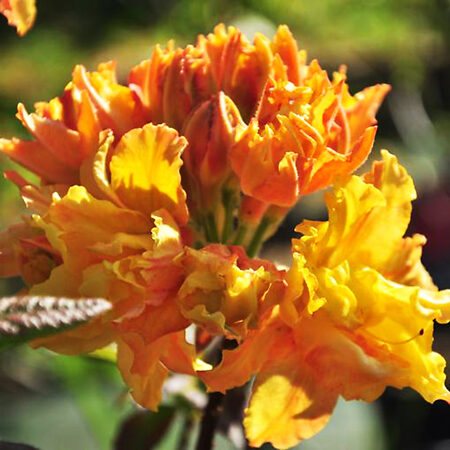 Cheerful Giant Azalea For Sale Online | The Tree Center