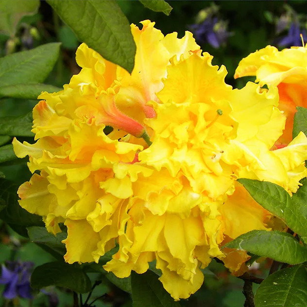 Cheerful Giant Azalea For Sale Online | The Tree Center