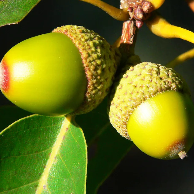 Chestnut Oak For Sale Online | The Tree Center