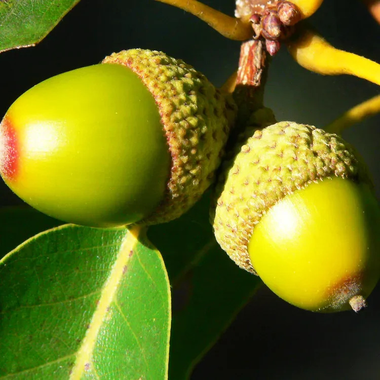 Chestnut Oak For Sale Online | The Tree Center