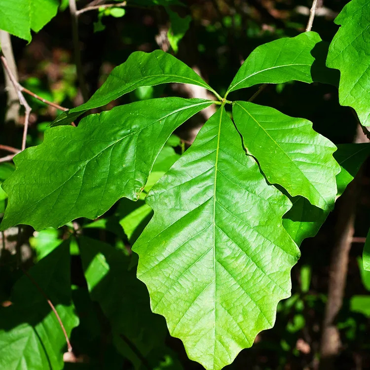 Chestnut Oak For Sale Online | The Tree Center