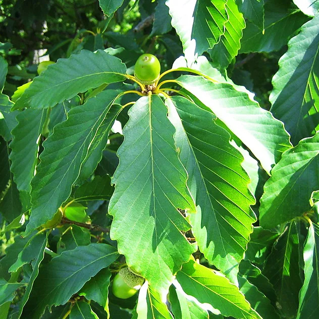 Chestnut Oak For Sale Online | The Tree Center
