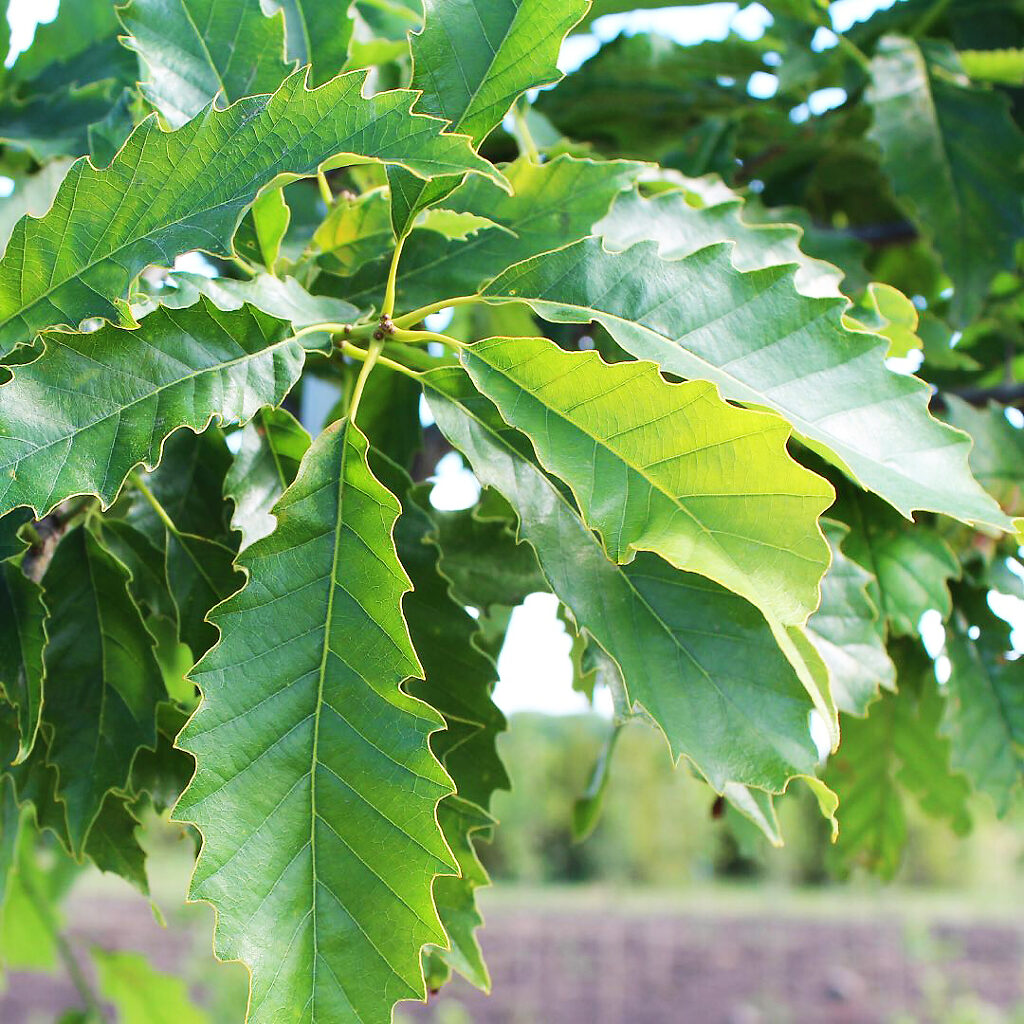 Chinkapin Oak For Sale Online | The Tree Center