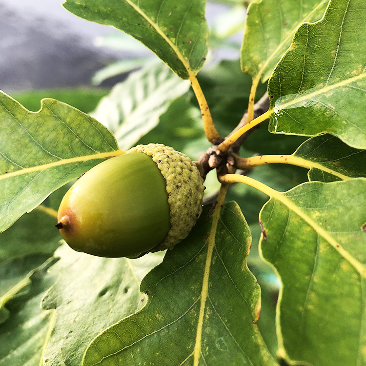 Chinkapin Oak For Sale Online | The Tree Center